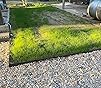 Amazon.com : Grass Seed Premium RYE Gulf Annual Oregon Grown 50 LBS ...