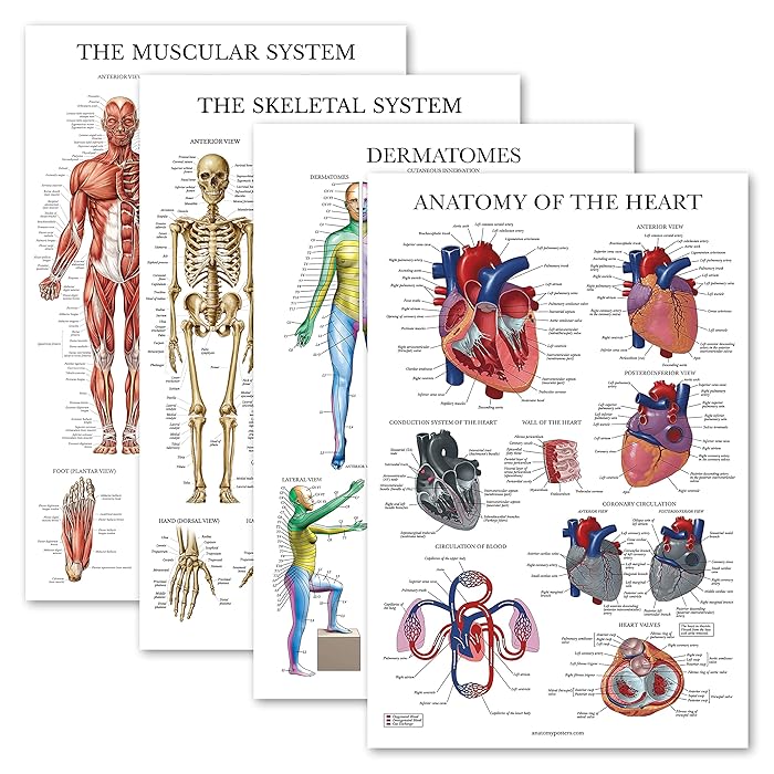 Buy 4 Pack - Anatomical Poster Set - Laminated - Muscular, Skeletal ...