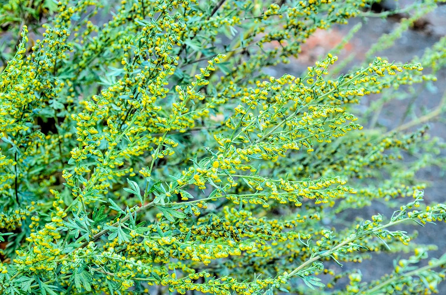 Amazon.com : Common Wormwood Seeds for Planting(100 Seed) - Artemisia ...