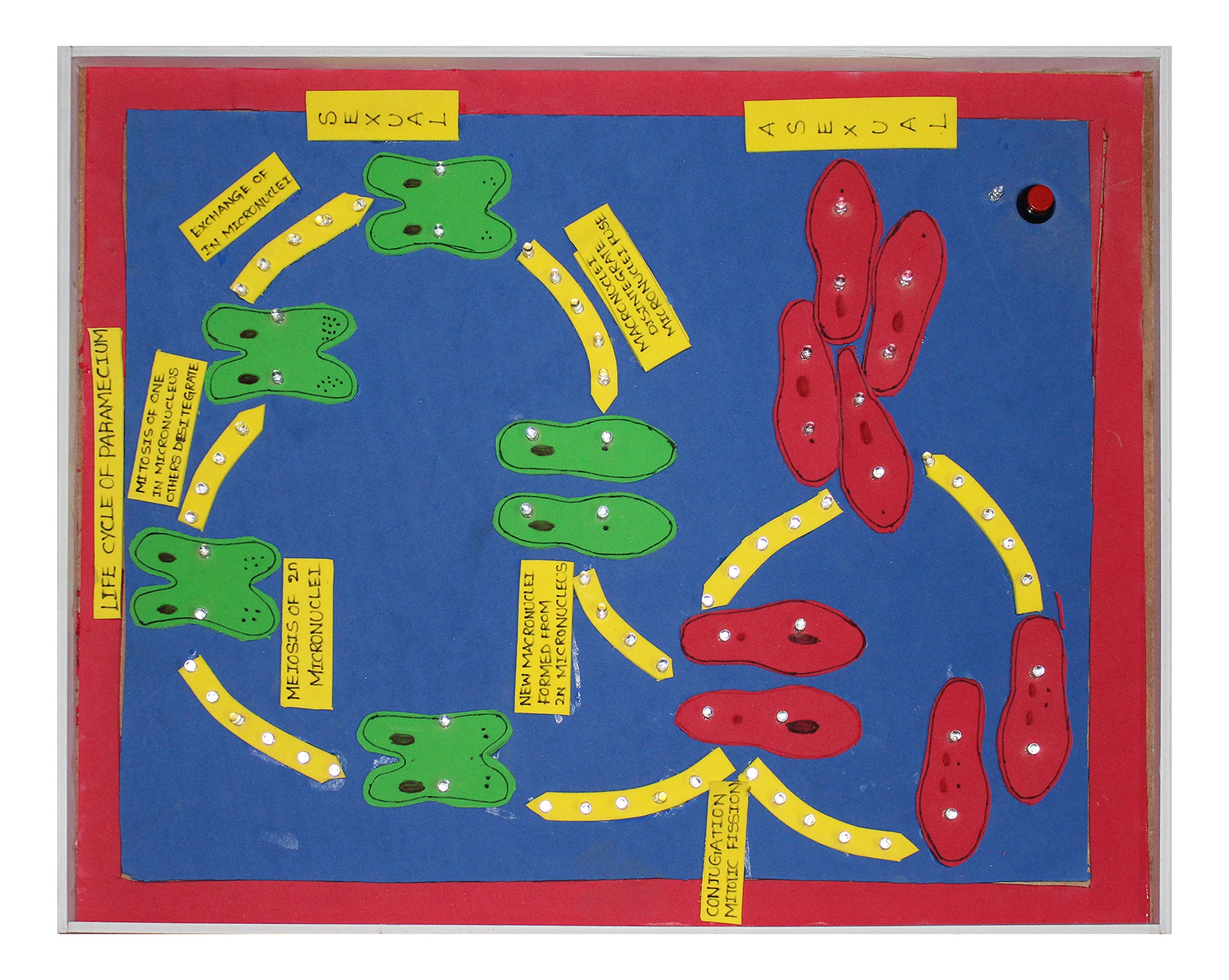 Paramecium Life Cycle