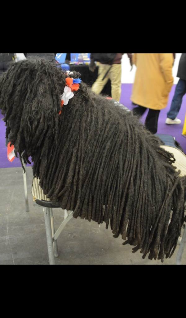 Puli Dog Wallpaper -- HD Wallpapers of Puli Dogs! - App on the Amazon ...