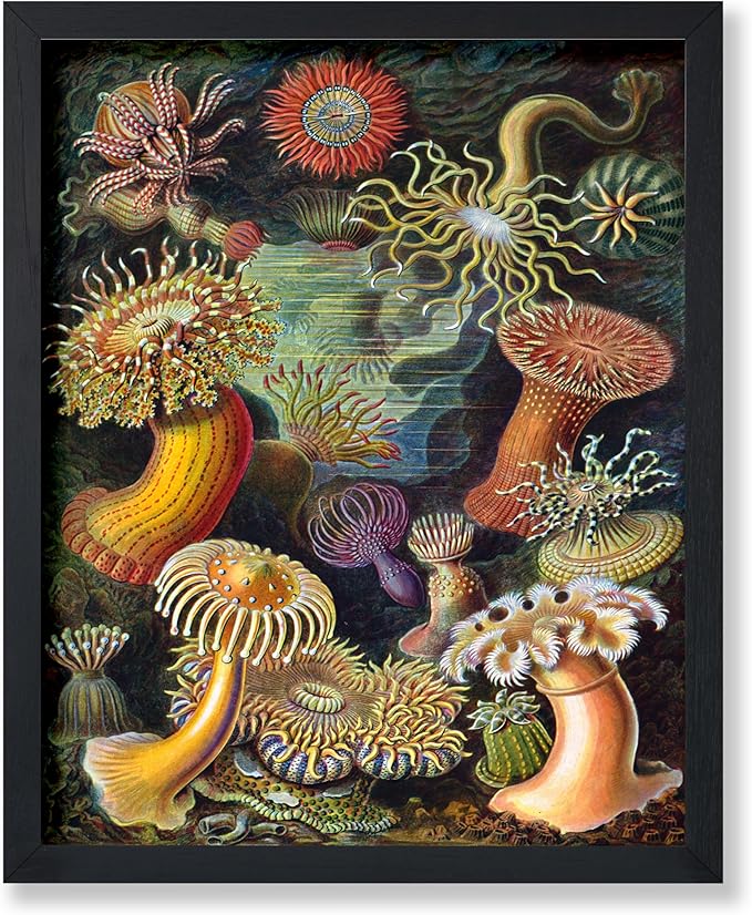 Amazon.com: Poster Master Actiniae Print - Ernst Haeckel Poster - Sea ...