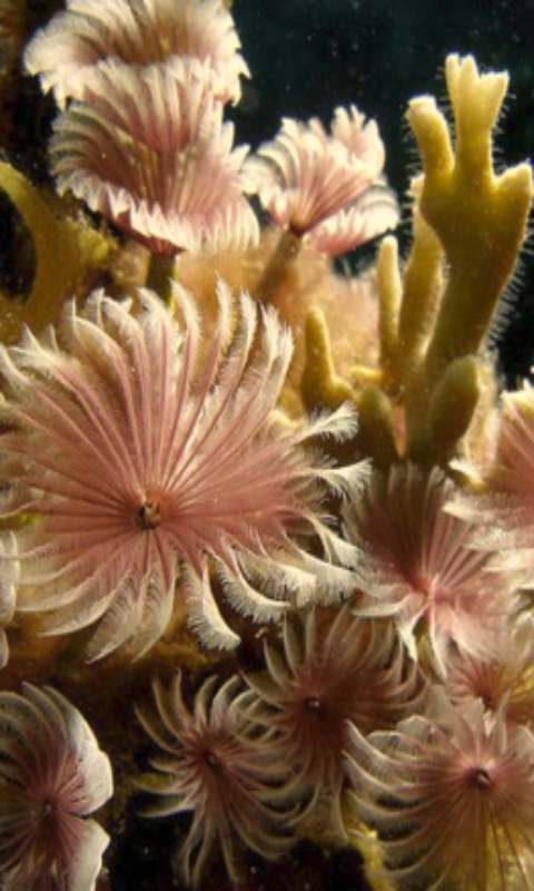 Coralreef Cool Wallpapers - App on Amazon Appstore