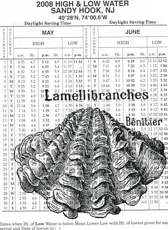 Amazon.com: ART PRINT (5 x 7): CLAM SHELL - This Stunning Print ...