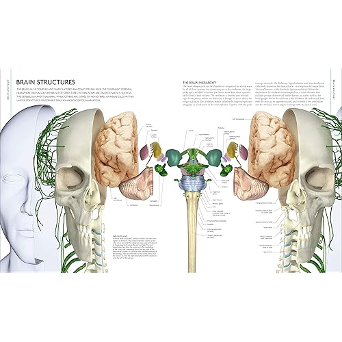 Snapklik.com : The Human Brain Book: An Illustrated Guide To Its Structure, Function, And Disorders