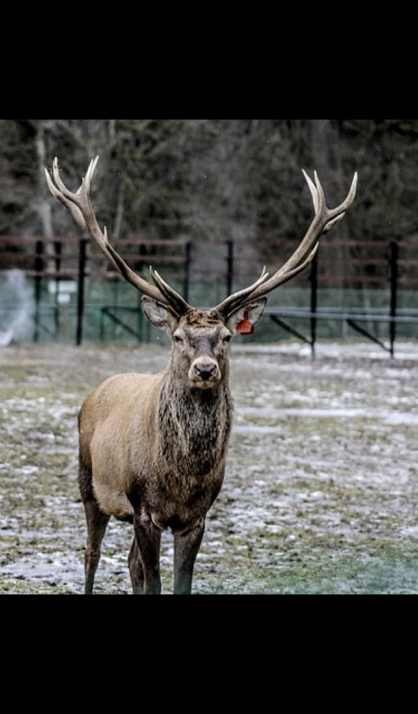 elk antler Wallpaper -- HD Wallpapers of elk antlers! - App on Amazon ...