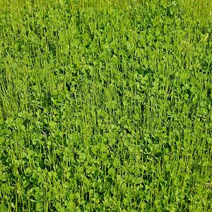 Amazon.com : American Meadows No Mow Lawn and Micro Clover Grass Seeds ...