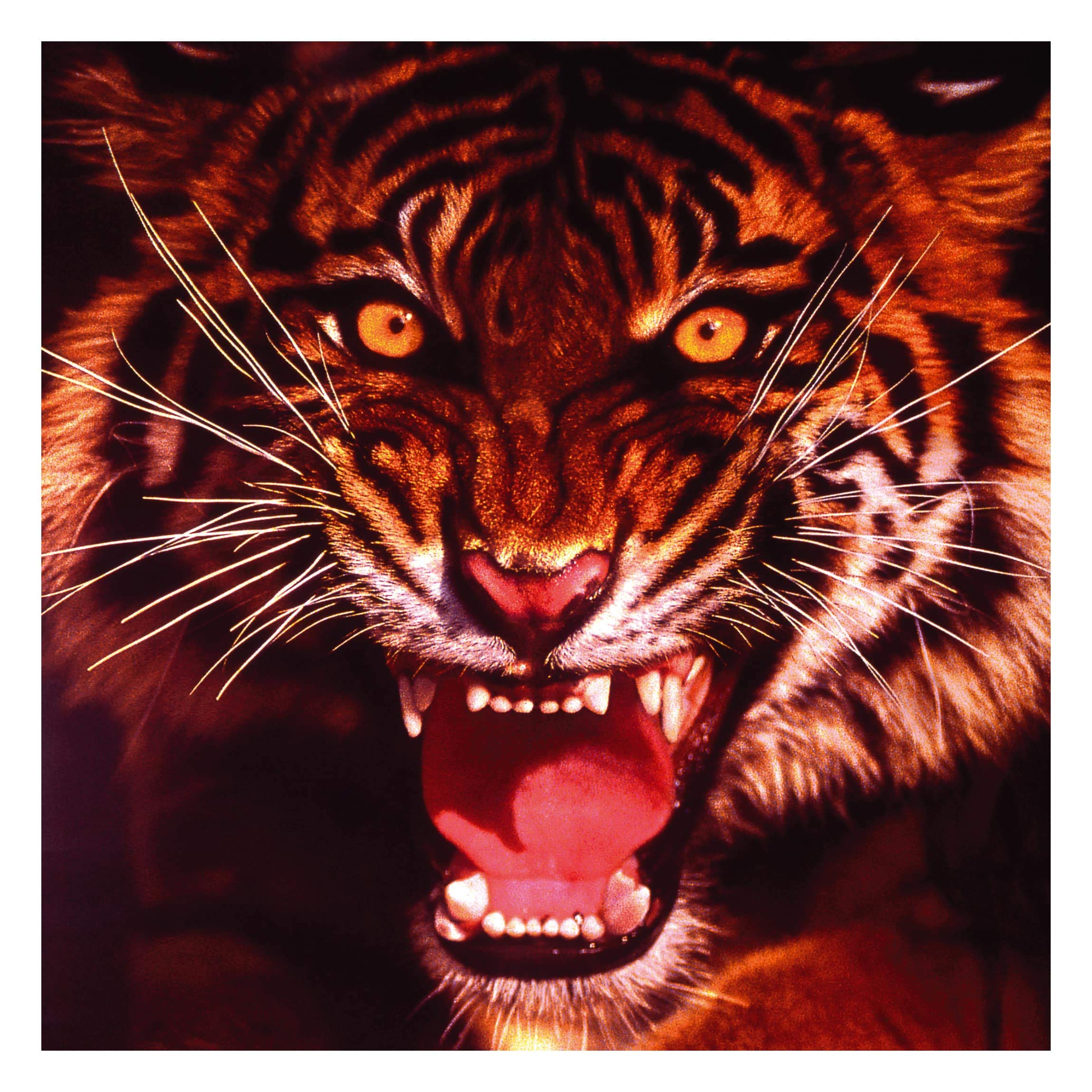 Angry Tiger Face Wallpaper
