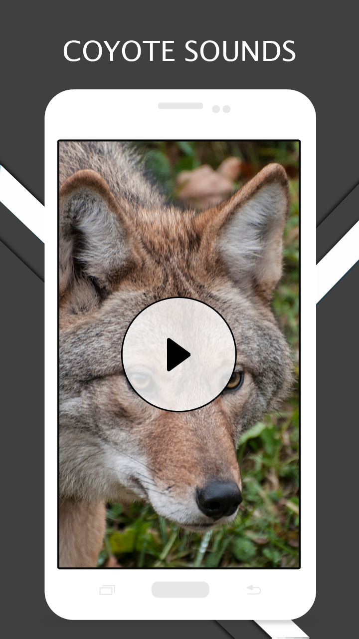 Different Coyote Sounds