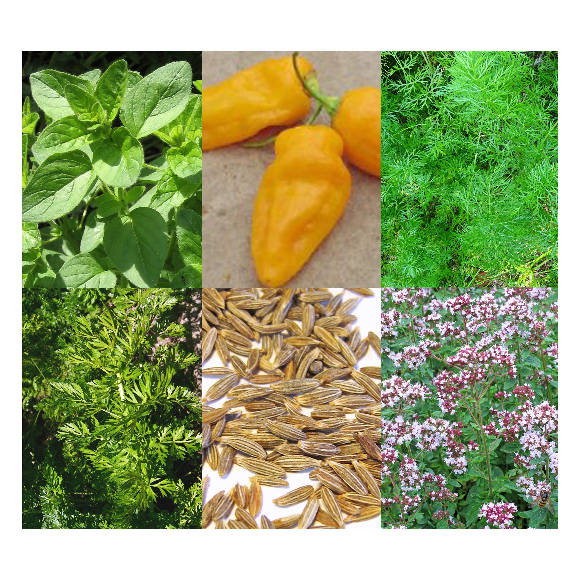 Buy African Herb & Spice Selection - Seed kit Gift Box with 4 Aromatic ...