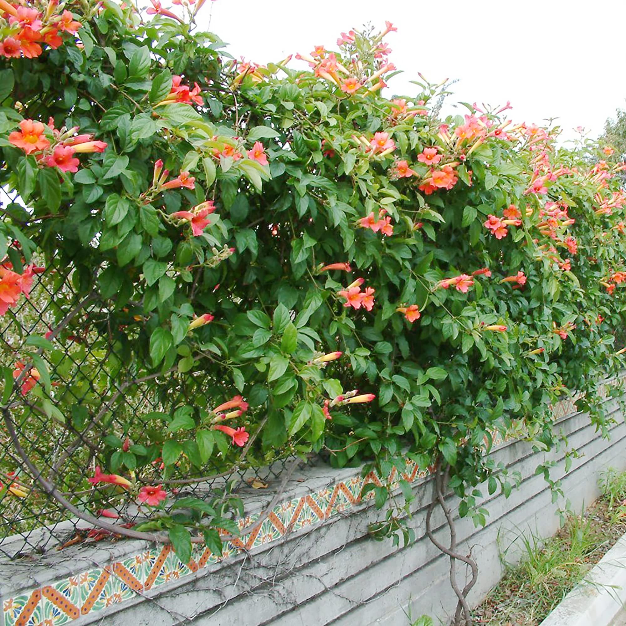 Trumpet Vine Fence