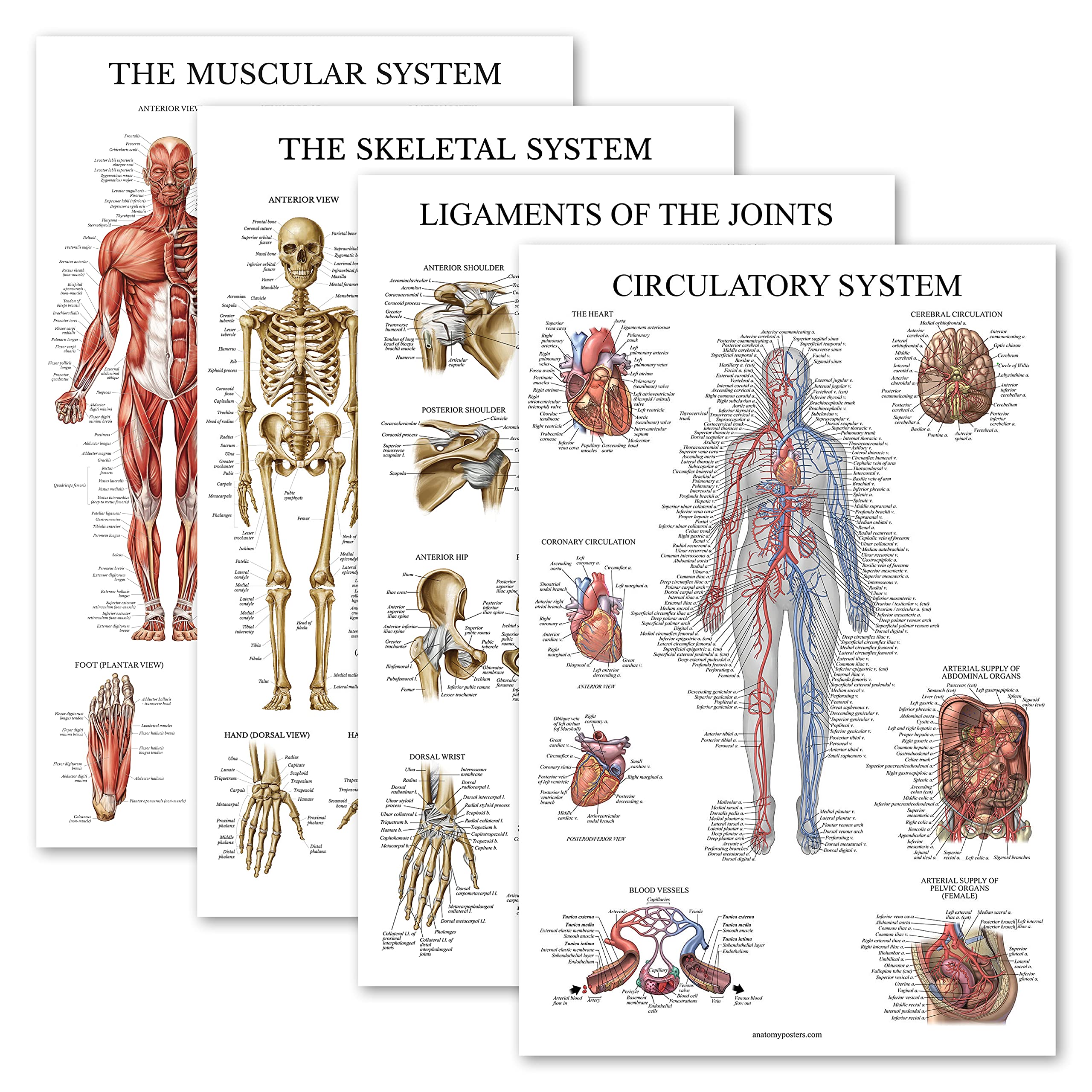 4 Pack Anatomical Poster Set Laminated Muscular Skeletal Ligaments Of ...
