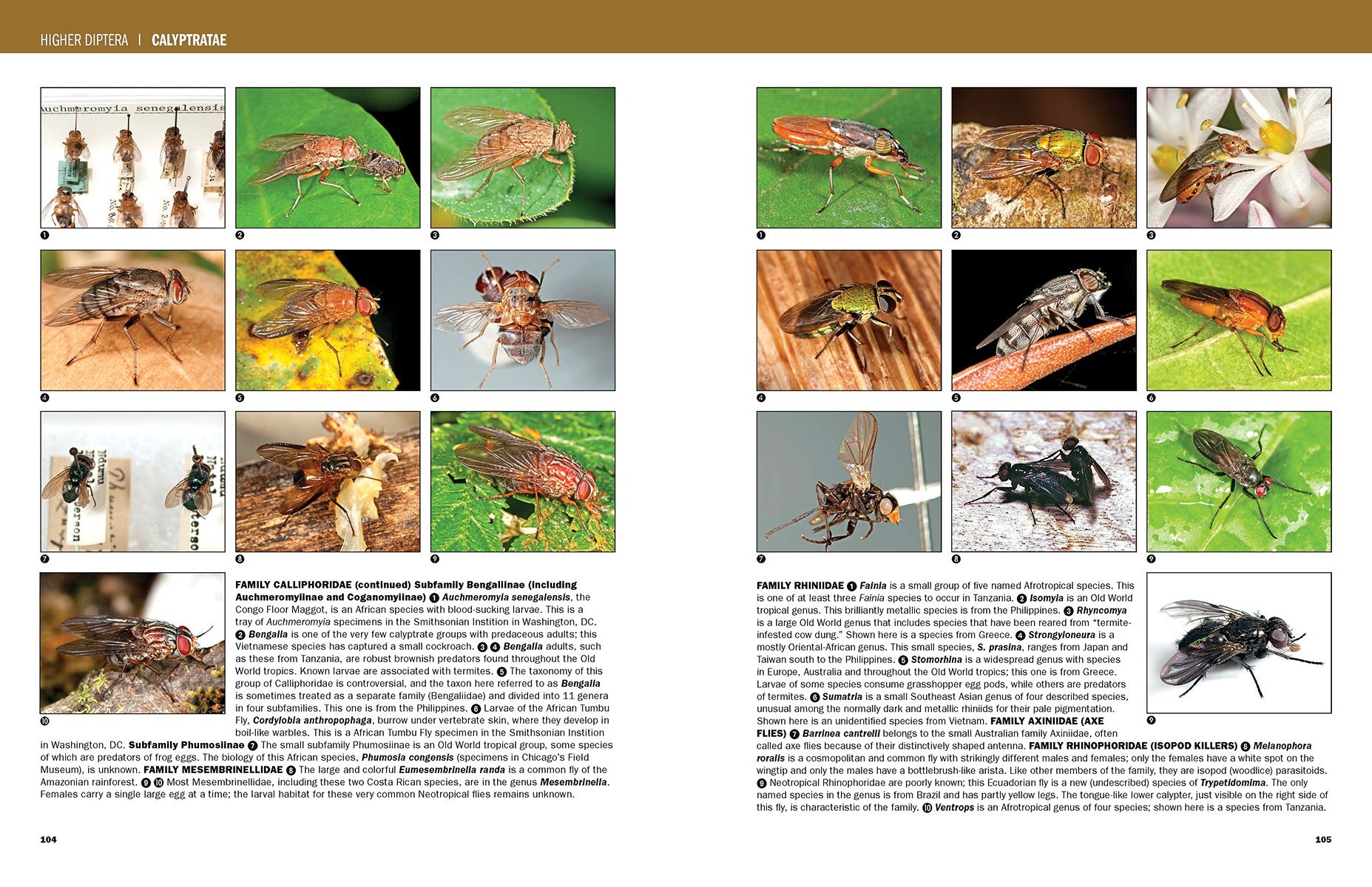Diptera Families