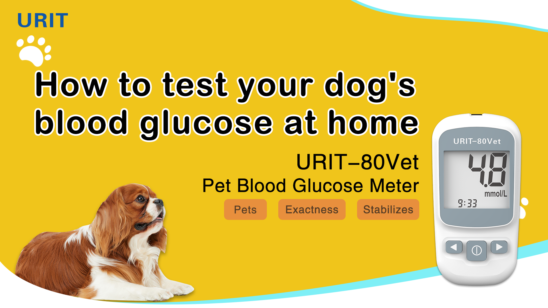 Watch How to Use URIT Pet Blood Glucose Monitor on Amazon Live