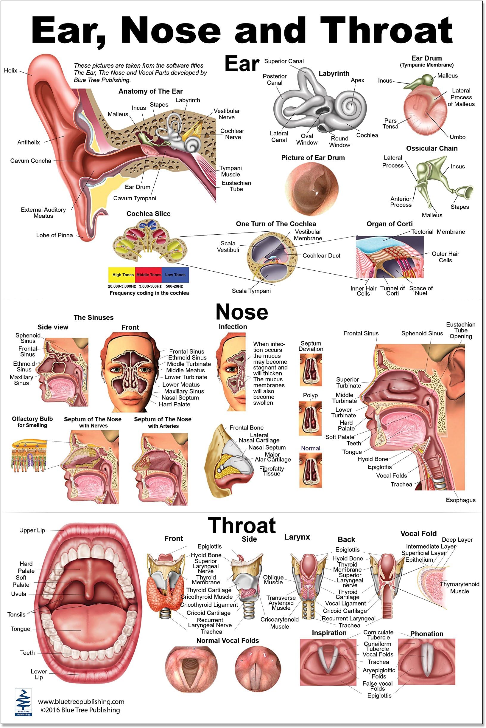 Amazon.com: Blue Tree Publishing Nose and Sinus Poster 24x36inch ...