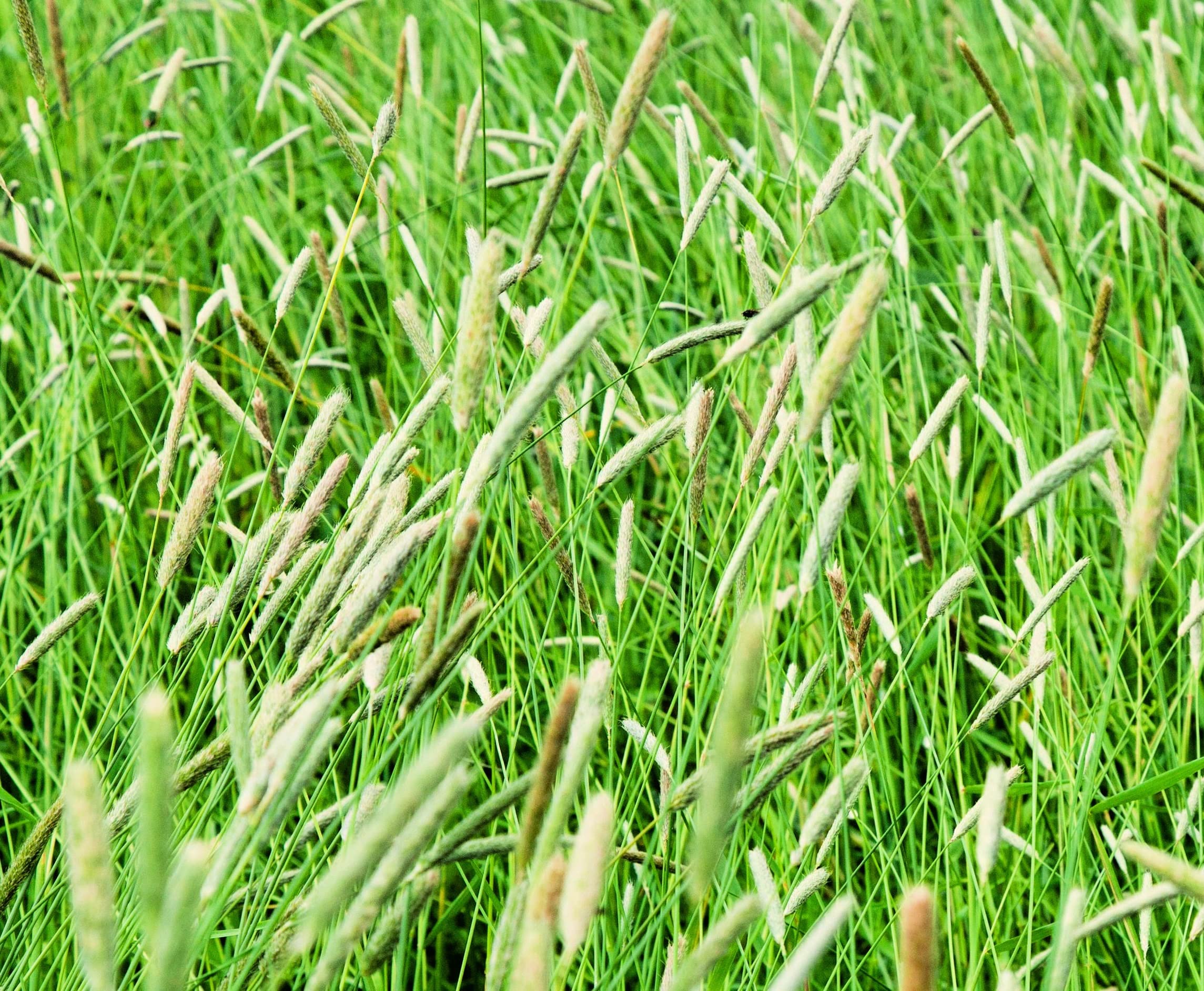 Amazon.com : Climax Timothy Grass Seeds for Planting - Cover Crop, Hay ...