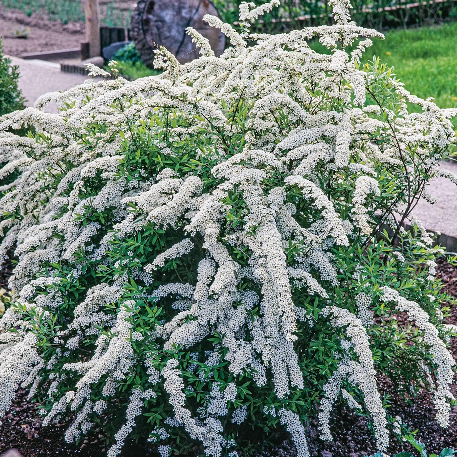 Brautspiere/Schneespiere Spiraea arguta weiße Blütendolden von April ...