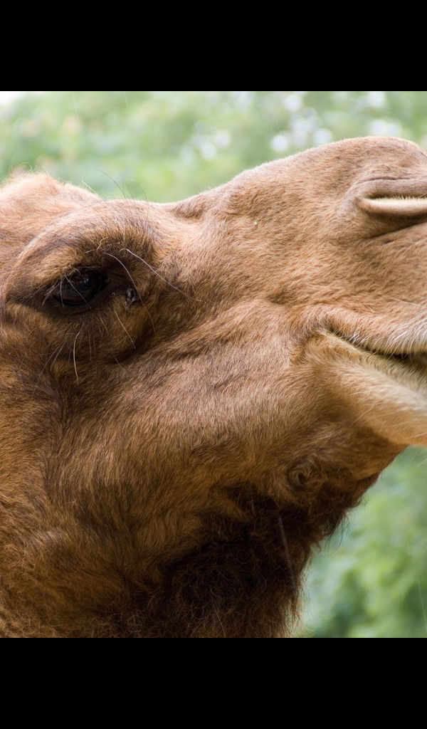 Cute Camel Wallpaper -- HD Wallpapers of Cute Camels! - App on the ...