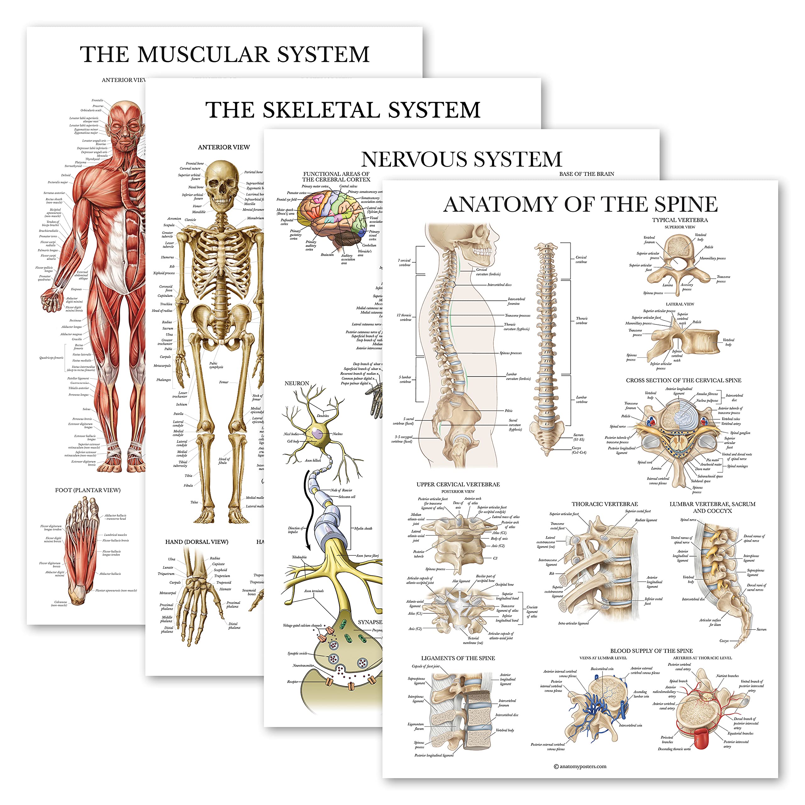 Human Nervous System Anatomical Chart Anatomy Models And Anatomical
