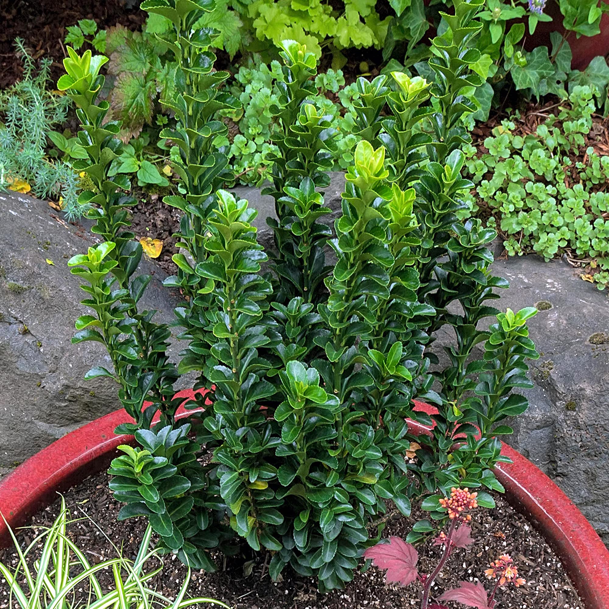 Buy Euonymus Green Spire - Japanese Spindle | Evergreen Potted Garden ...