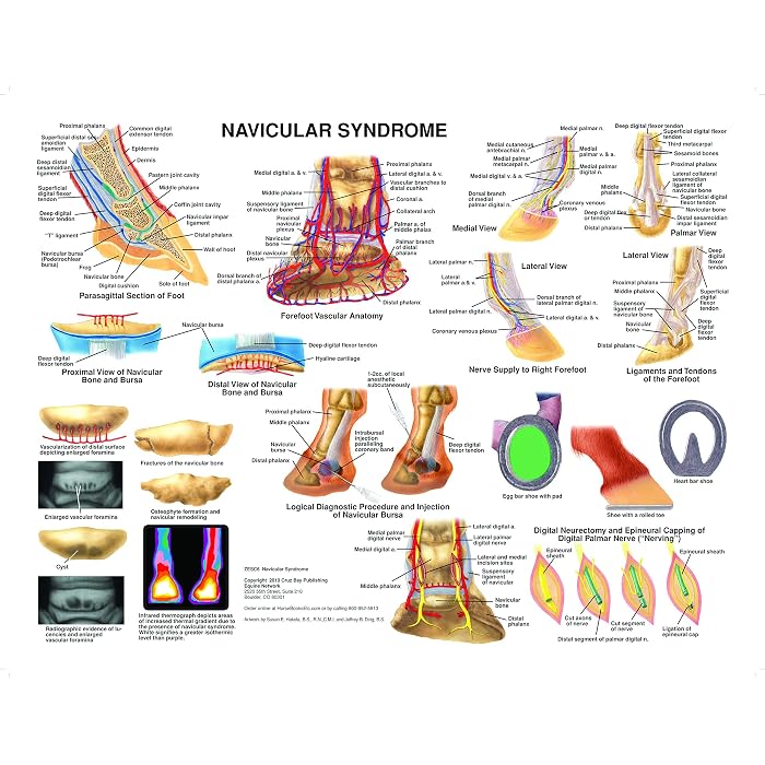 Buy Equine Navicular Syndrome Anatomy Chart Online at desertcart SINGAPORE