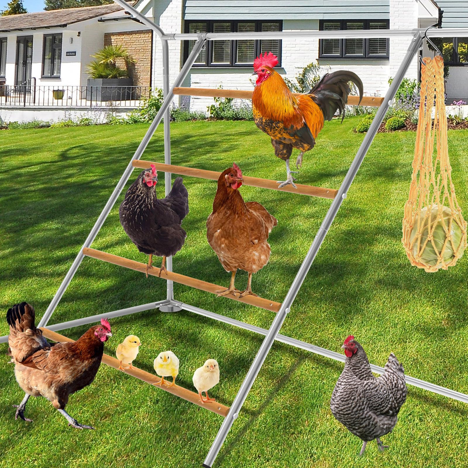 Amazon.com : Chicken Perch,55''L x 41''W Large Chicken Roost,Sturdy ...