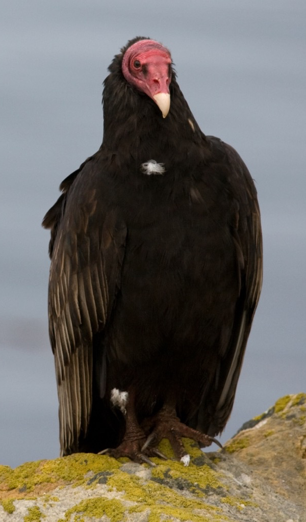 vulture Wallpaper -- HD Wallpapers of vultures! - App on Amazon Appstore