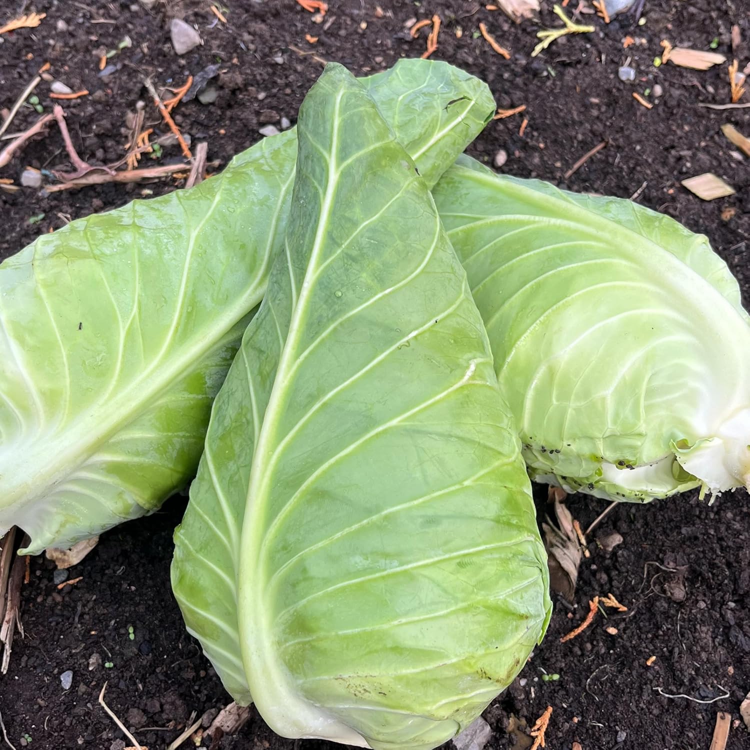 Wheelers Imperial Cabbage Seeds – 500 Sweetheart Cabbage Seeds for ...