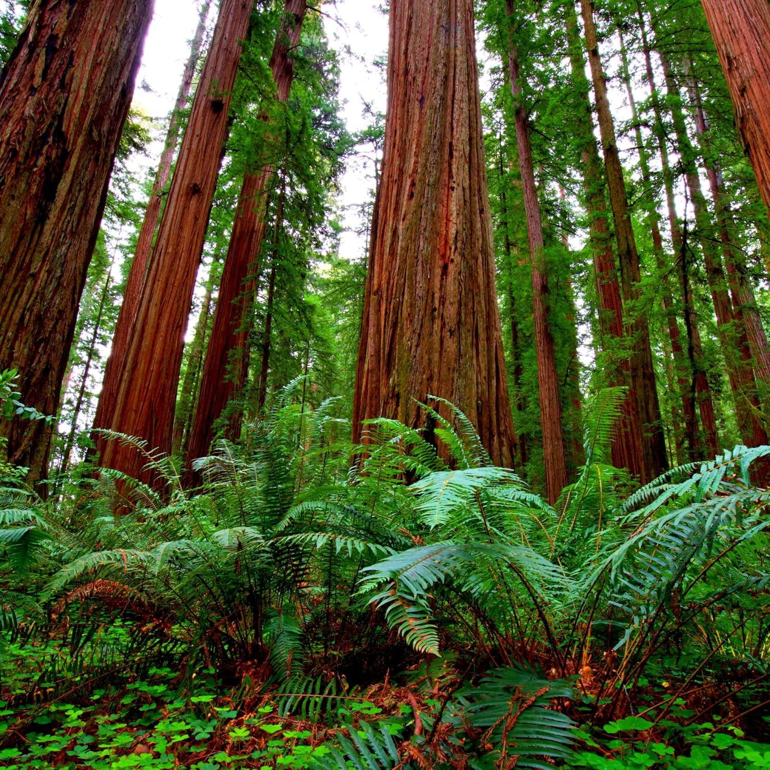 Amazon.com : Coast Redwood Tree Seeds for Planting, Over 60 Premium ...