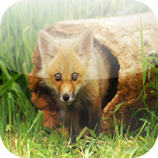 Animal Pictures App 2 - App on Amazon Appstore