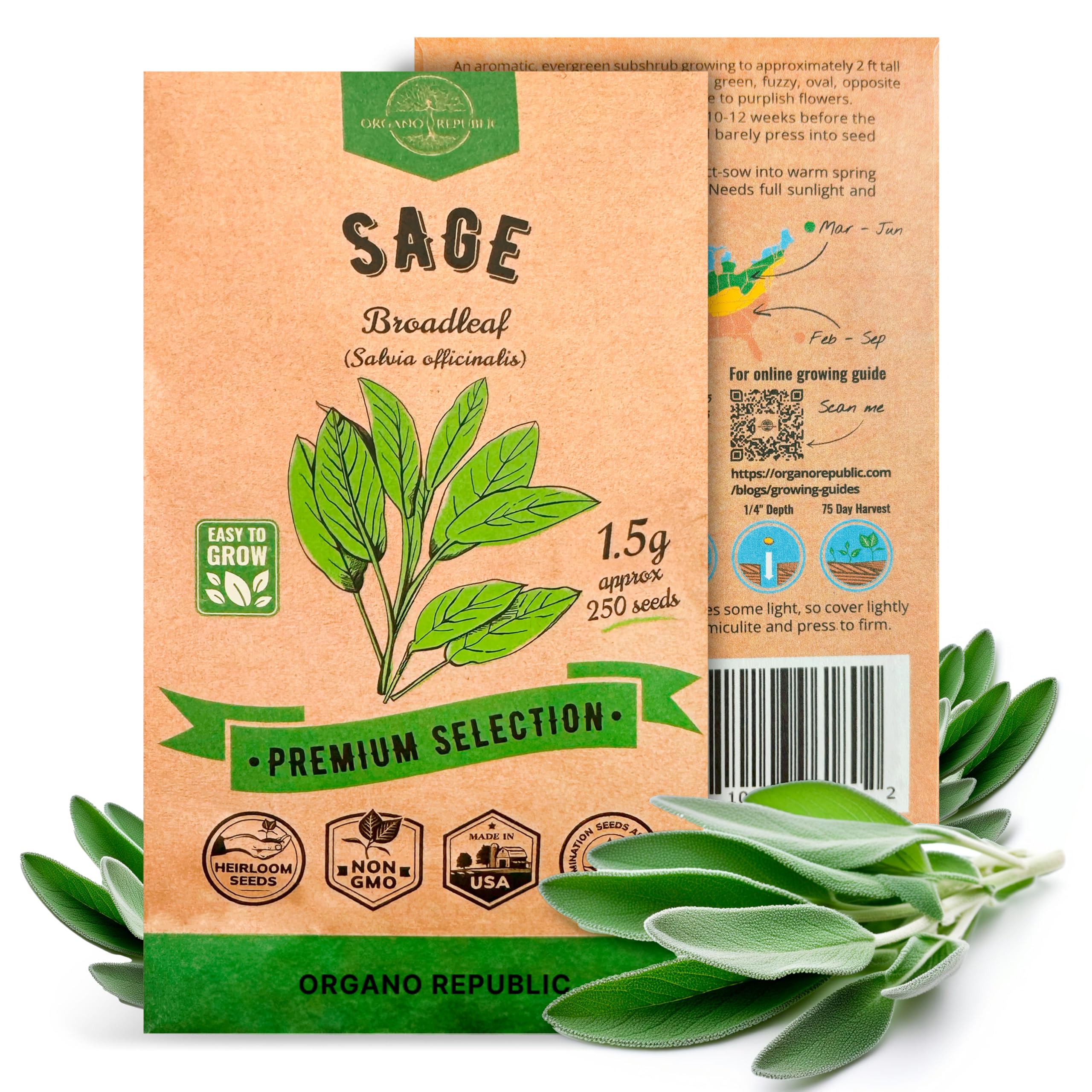 Amazon.com : Sage Seeds Pack 1.5 G - Over 250 Non-GMO Heirloom Sage ...