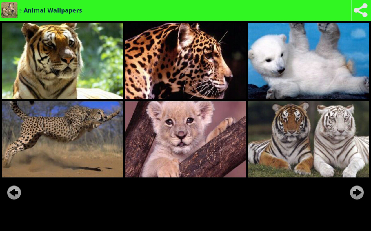 Wildlife Animal Wallpapers - App on Amazon Appstore