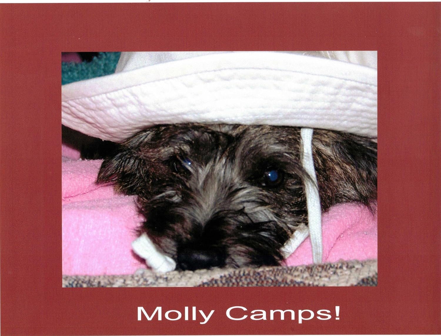 Amazon.com: Molly Camps! (The Molly Books Book 1) eBook : Marcolivio ...
