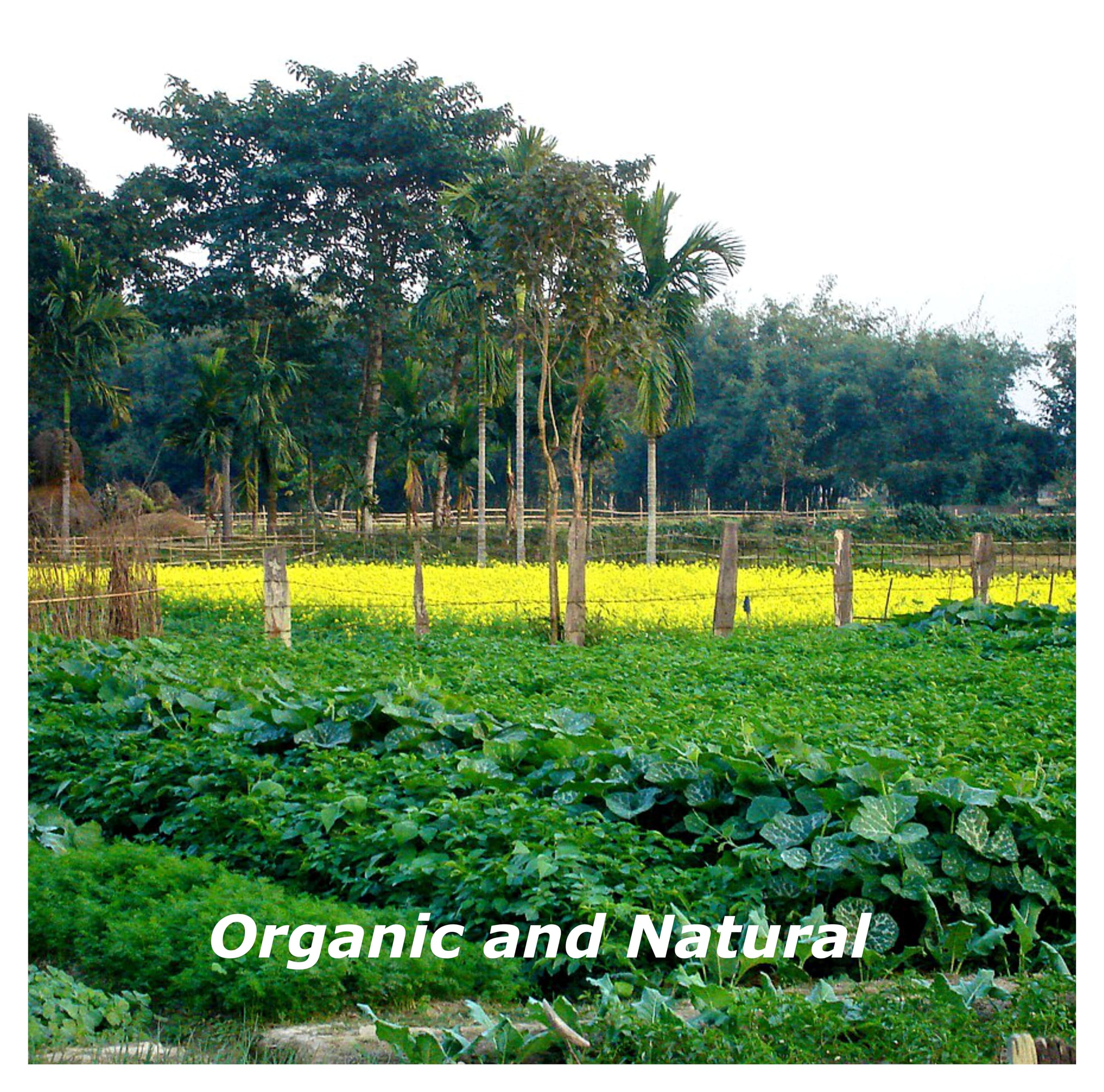 Snapklik.com : Blessfull Healing Organic Korean Gochugaru Powder