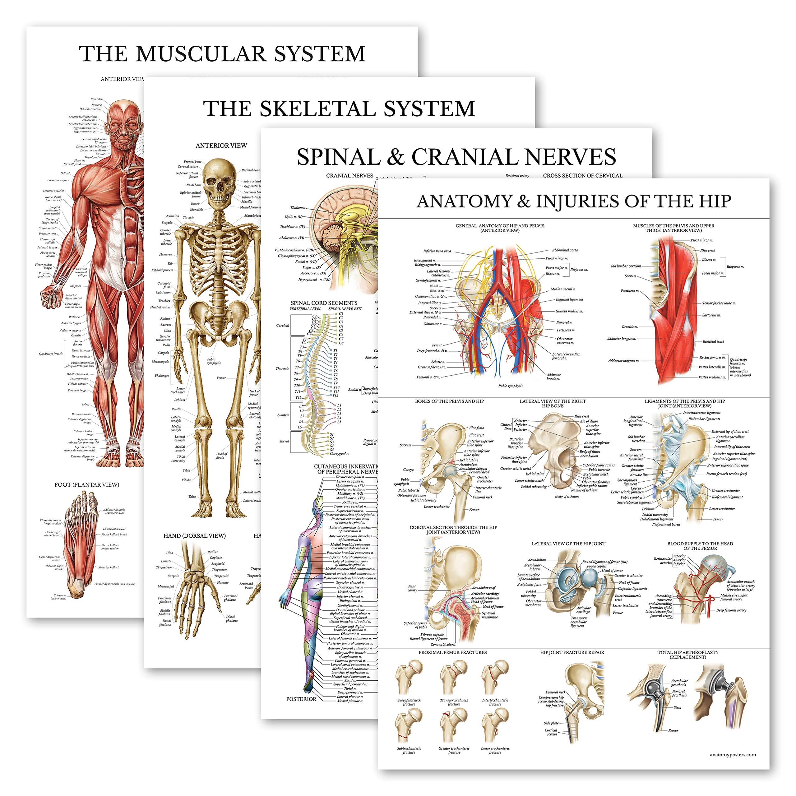 Buy 4 Pack - Anatomical Set - Laminated - Muscular, Skeletal, Spinal ...