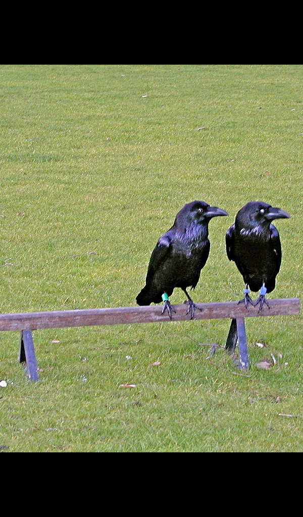 Crow Wallpaper -- HD Wallpapers of Crows! - App on Amazon Appstore