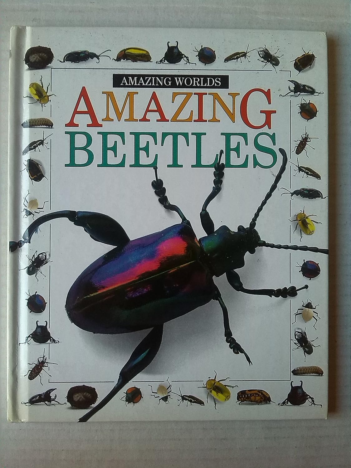 Amazing beetles (Amazing worlds): Still, John: 9780863186486: Amazon ...