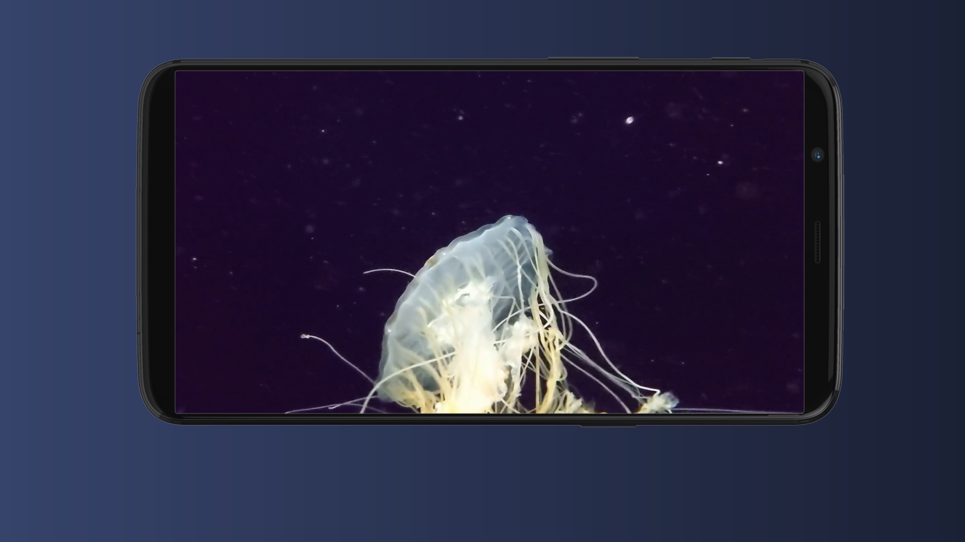 Aquatic Jellyfish for Fire TV - App on Amazon Appstore