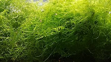 Amazon.com: Java Moss Live Plant for Aquarium - 3x3 Inch : Pet Supplies