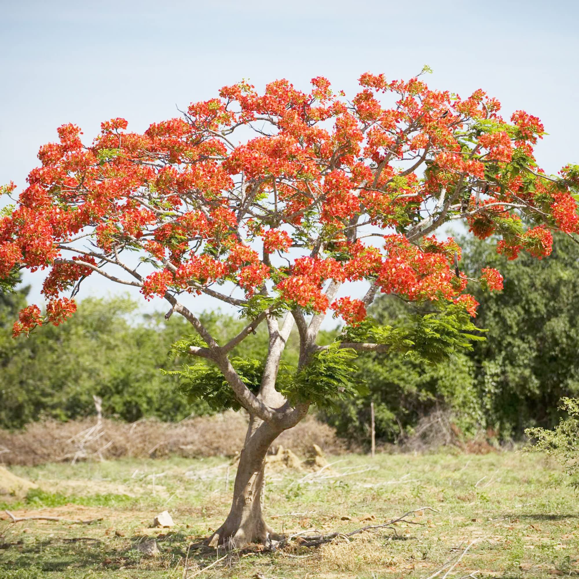 Royal Poinsettia Tree