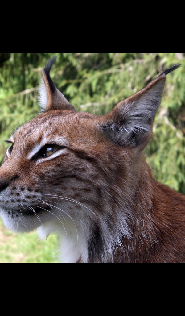 Lynx Cat Wallpaper -- HD Wallpapers of Lynx Cats! - App on Amazon Appstore