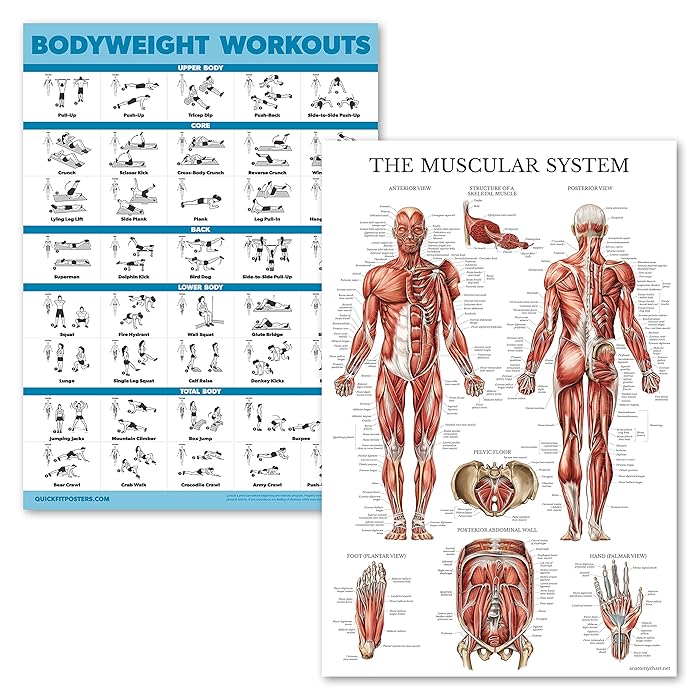 Buy 2 Pack Bodyweight Workouts and Muscular System Anatomy Poster Set ...