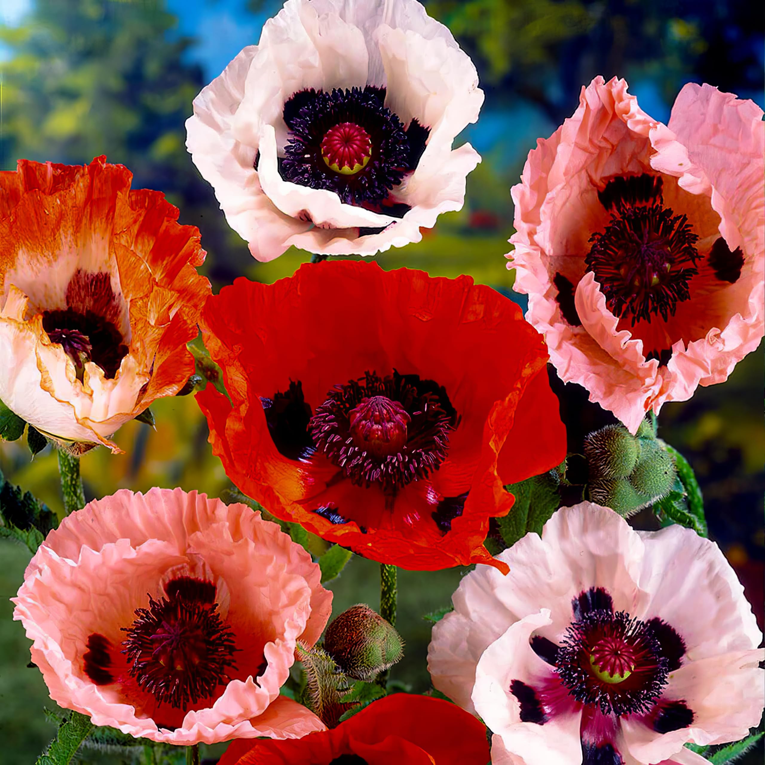 Poppy Flower Varieties I Took Photos Of All The New Poppy Varieties