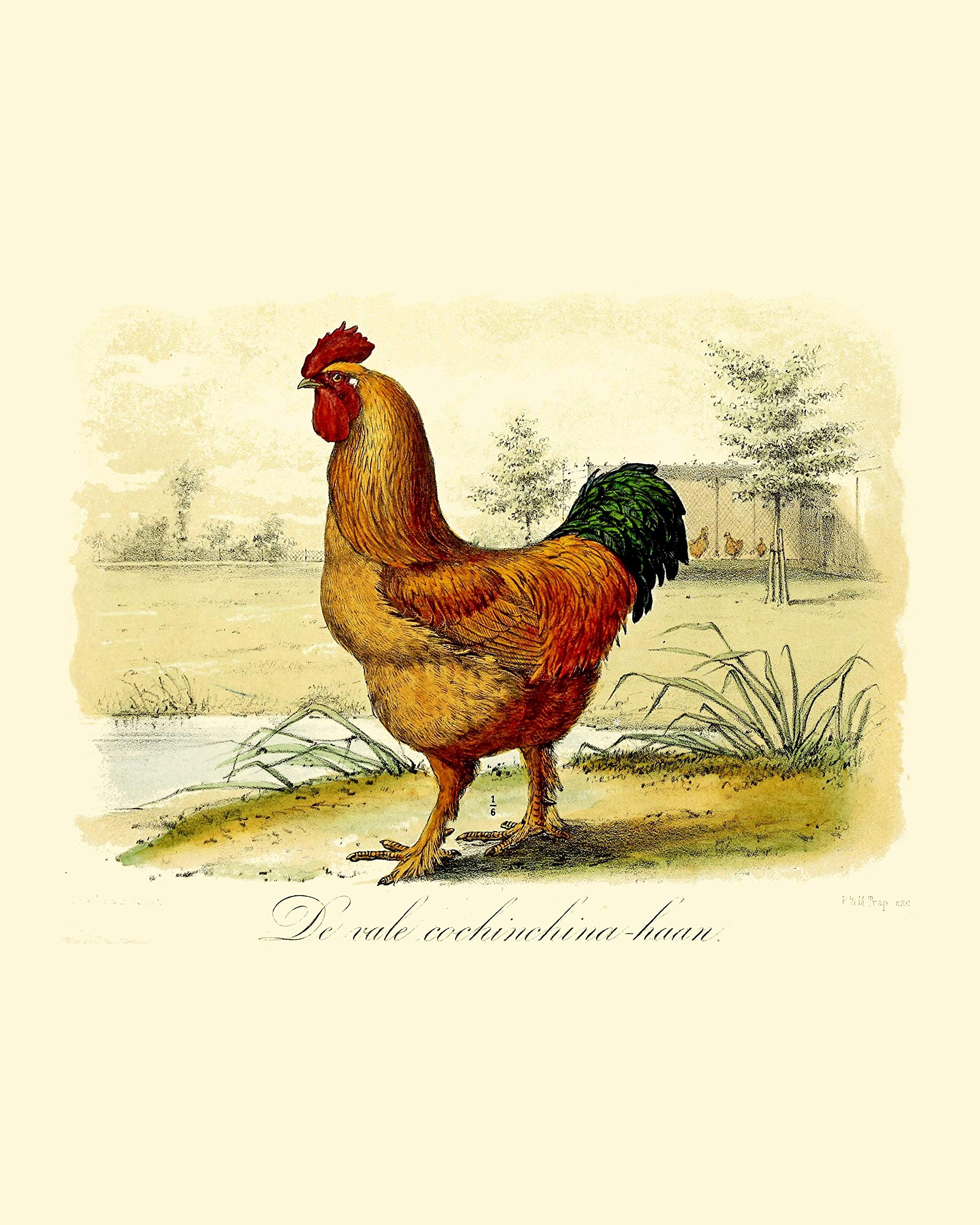 Vintage Chicken Illustration Vintage Chicken Icon PNG Images, Vectors