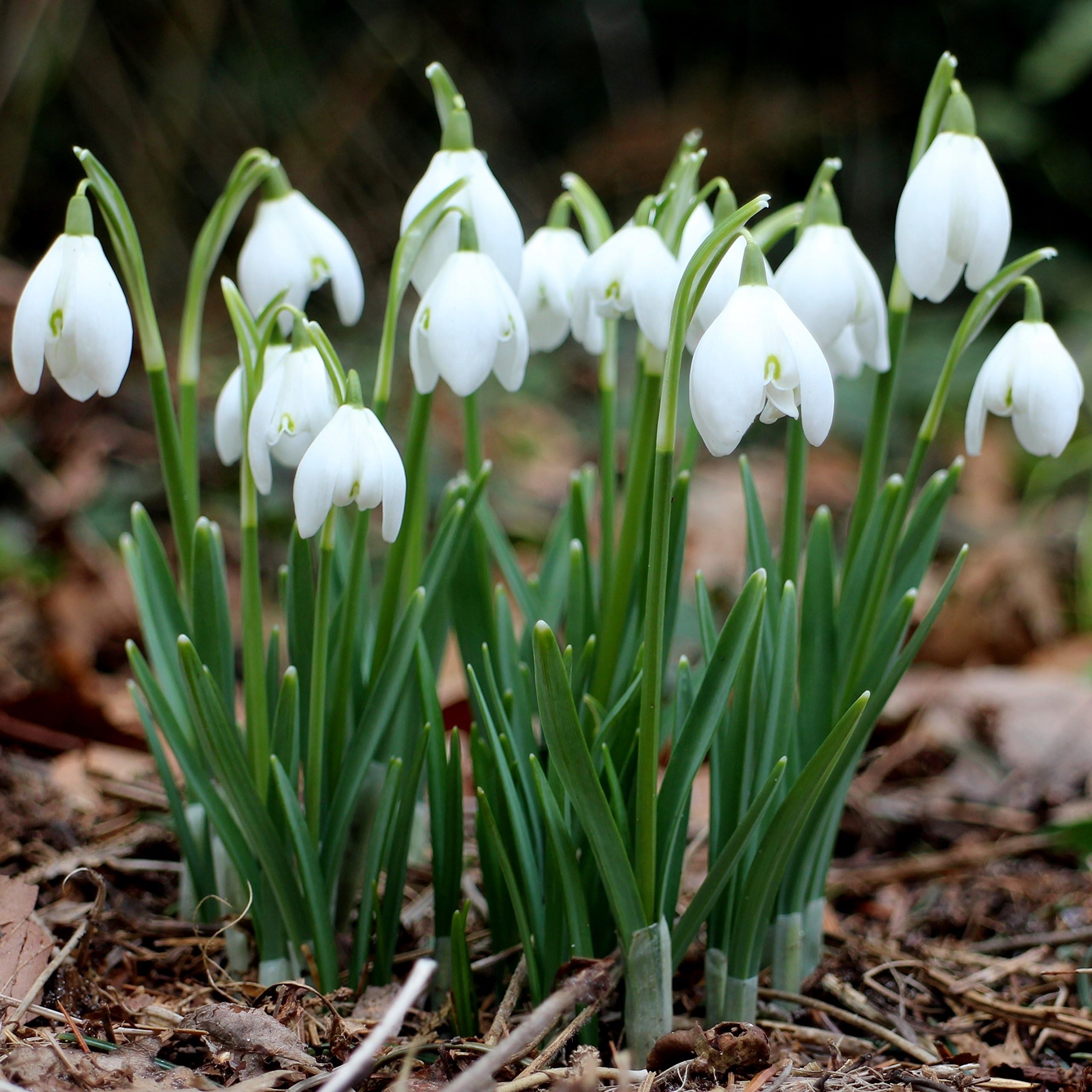 100 Snowdrop Bulbs "Galanthus Nivalis". Free UK P&P : Amazon.co.uk: Garden