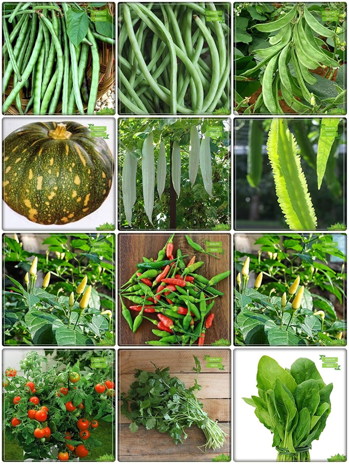 Creative Farmer Best Combo Combo Vegetable Seeds : Cowpea (Vj ), Cowpea ...