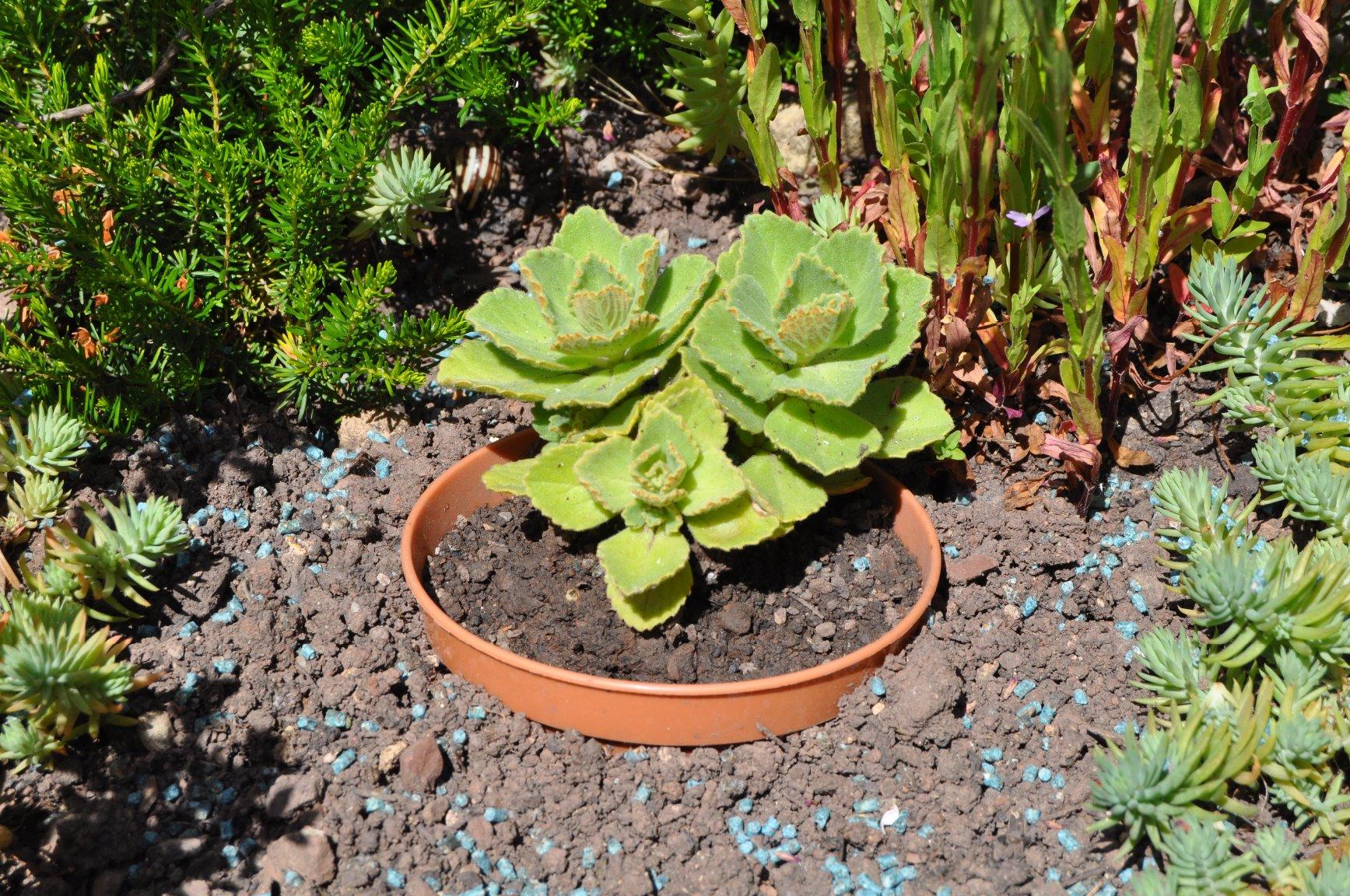 Pack x6 Coleus Canina Green 'Scardy Cat Plant' Plug Plants : Amazon.co ...