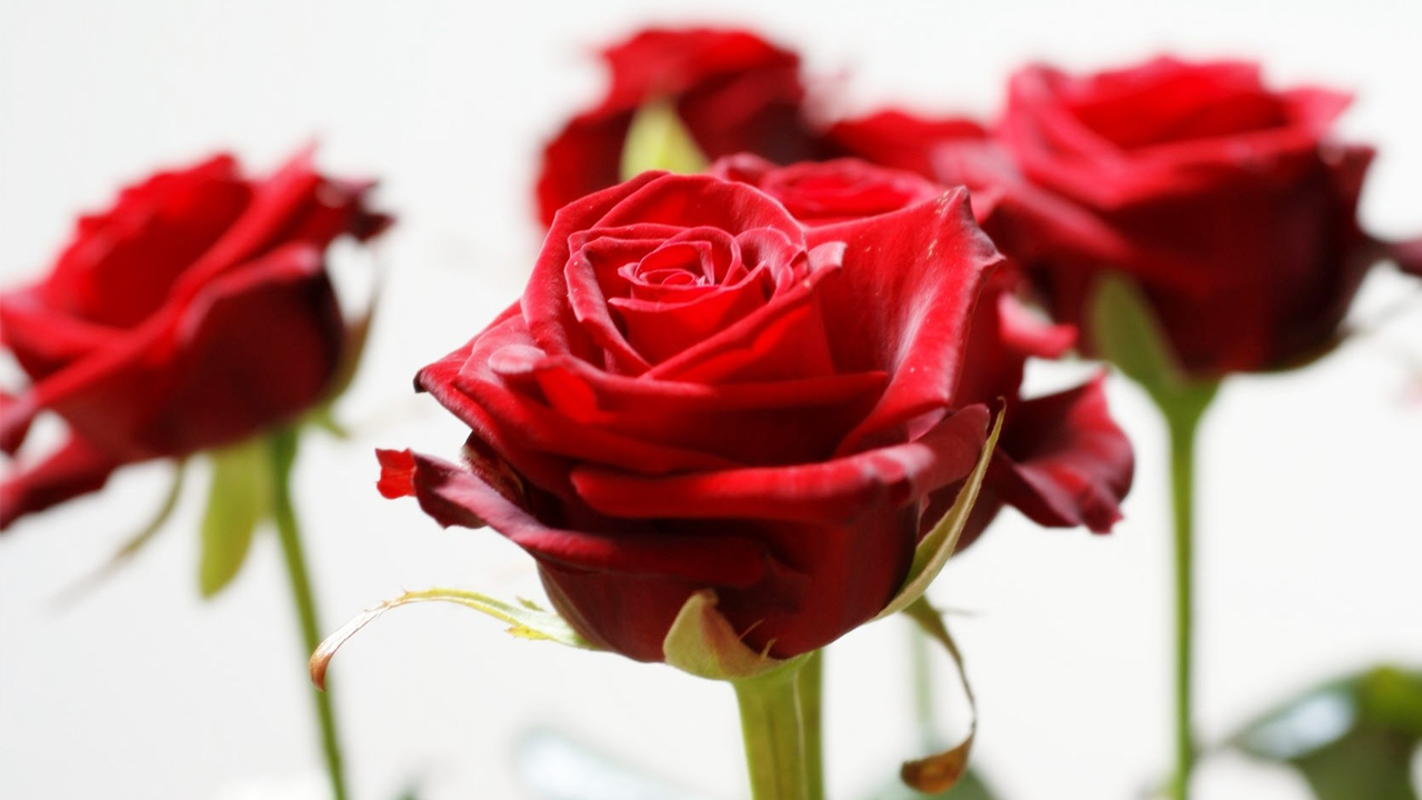 Red Roses Photo Frames - App on Amazon Appstore