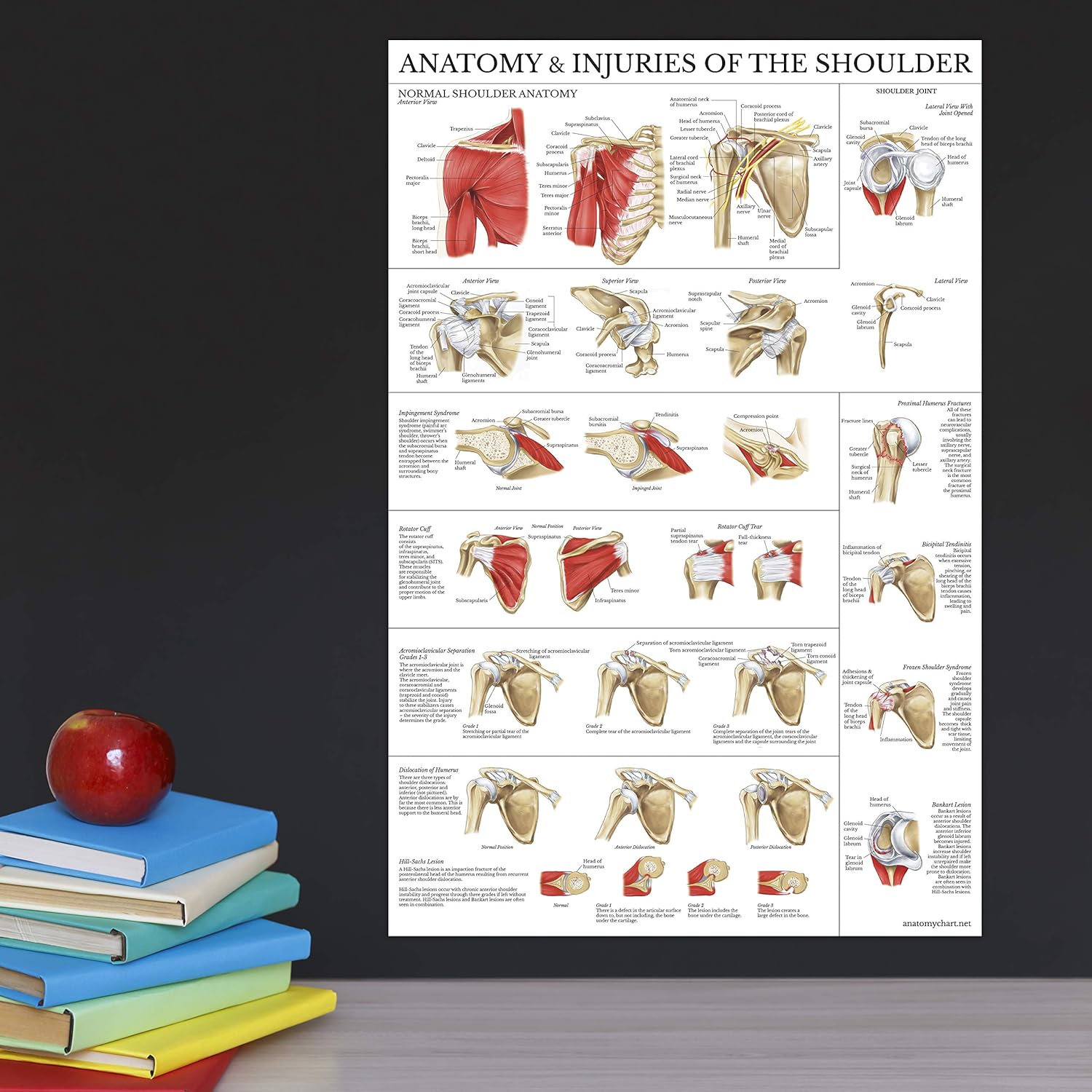 Buy 2 Pack - Skeletal System Anatomical Poster + Anatomy & Injuries of ...