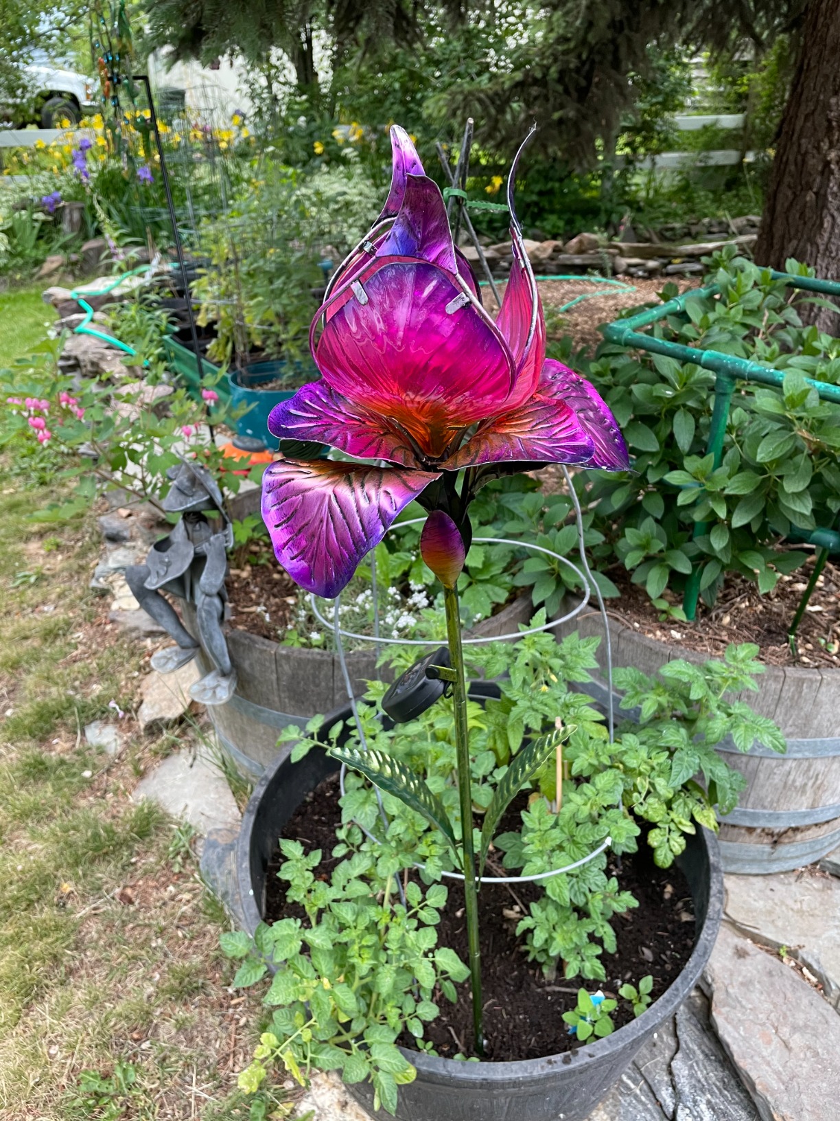 Amazon.com: Continental Art Center Inc. CAC260546F Large Solar Fuchsia ...